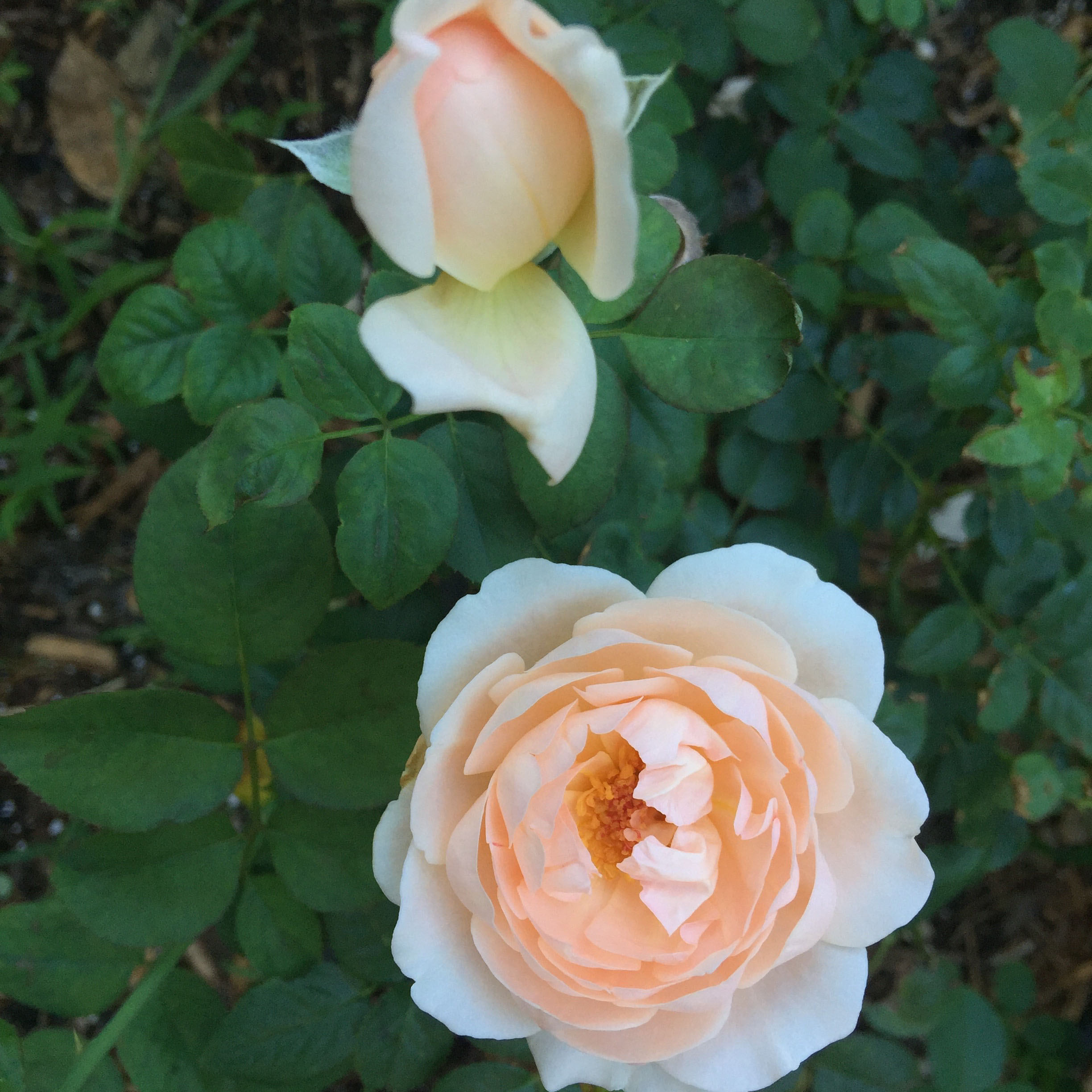 shop our roses – South Florida Rose