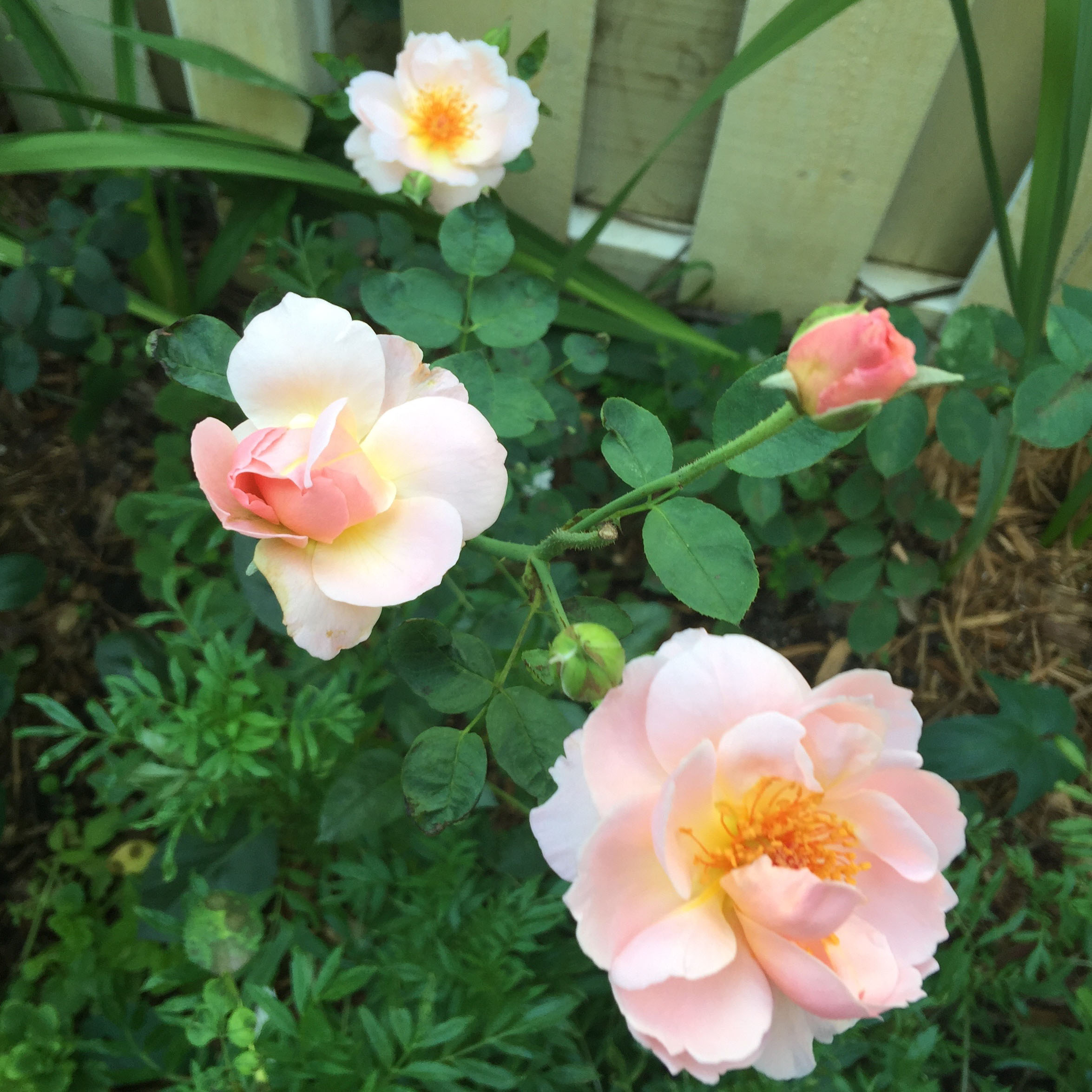shop our roses – South Florida Rose