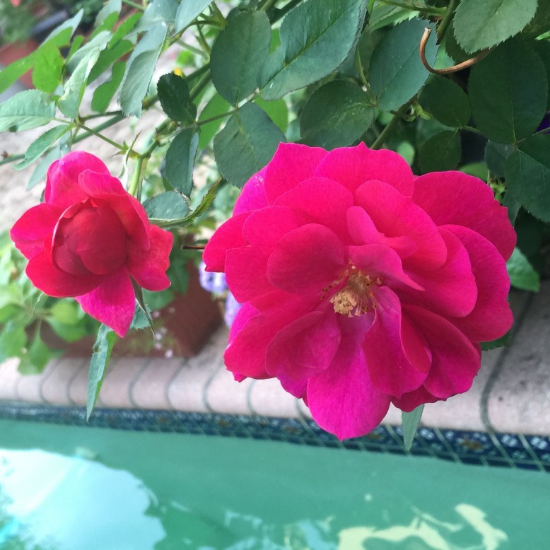 shop our roses – South Florida Rose