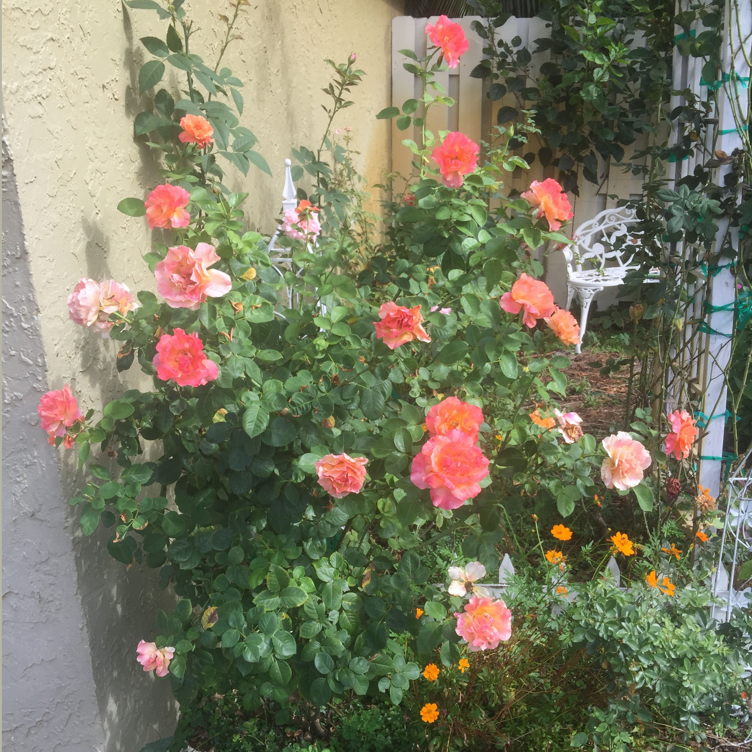 Easy Does It Rose Bush – South Florida Rose