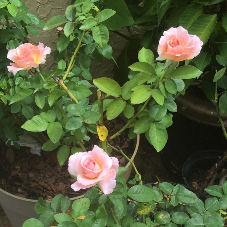 shop our roses – South Florida Rose