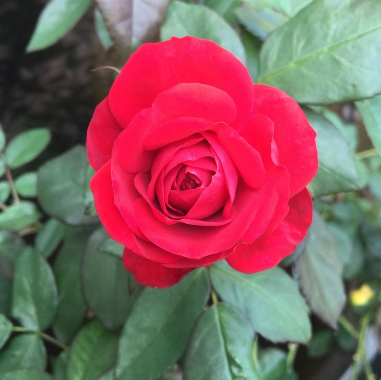 shop our roses – South Florida Rose