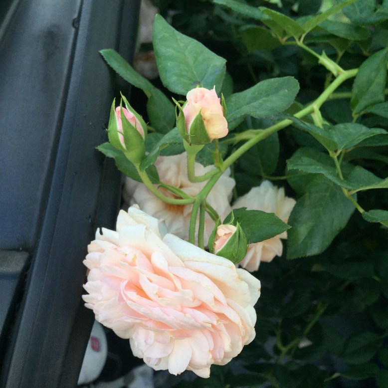 shop our roses – South Florida Rose