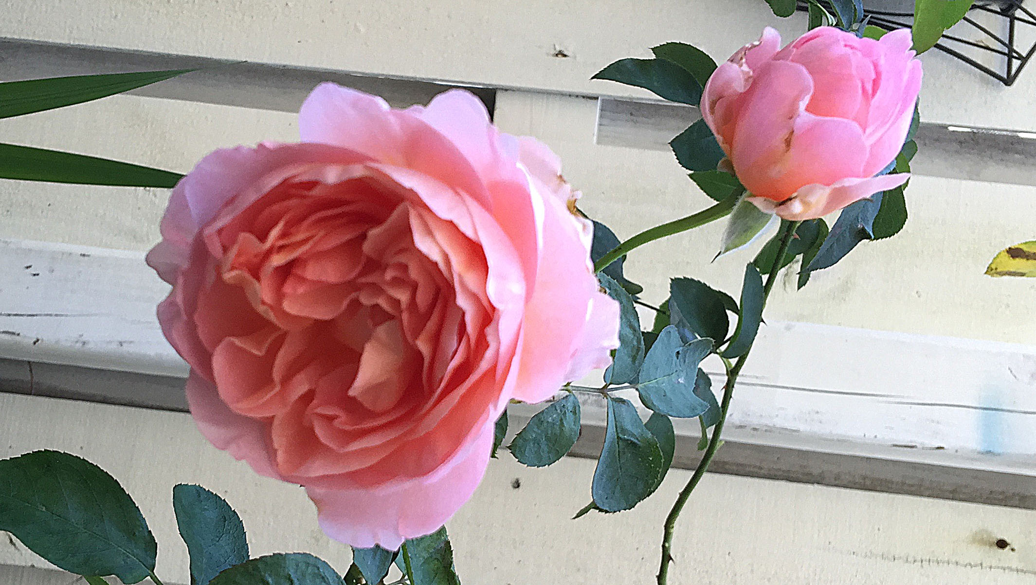 South Florida Rose’s 2017 Rose Awards! – South Florida Rose