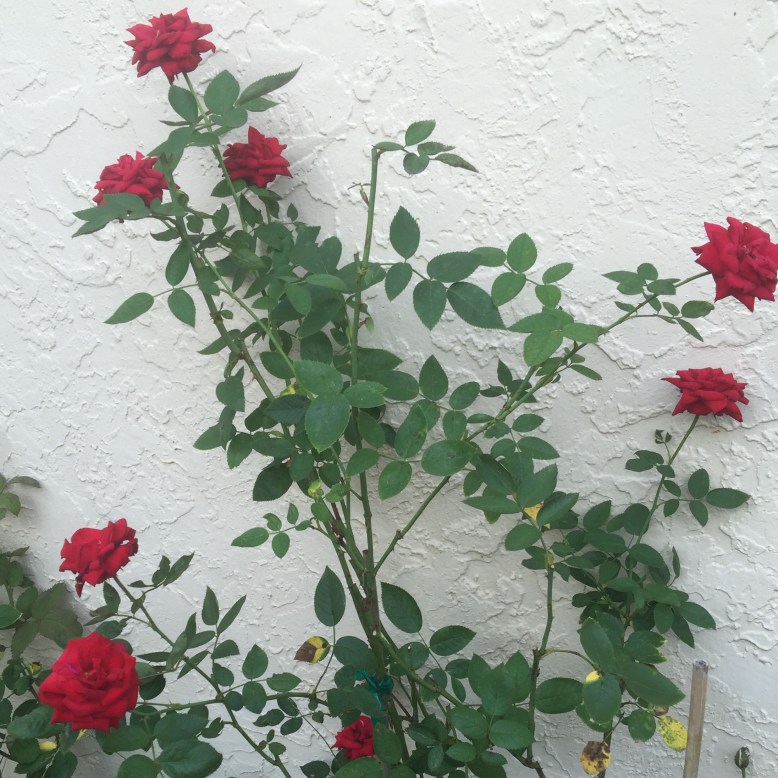 shop our roses – South Florida Rose