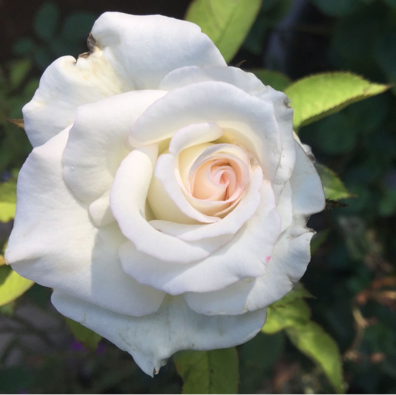 shop our roses – South Florida Rose