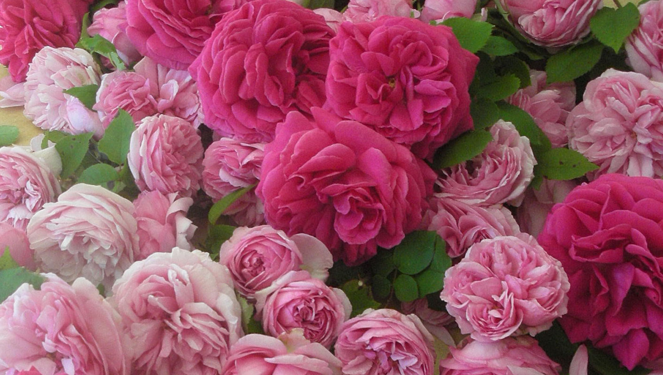 South Florida Rose – Growing Roses In South Florida