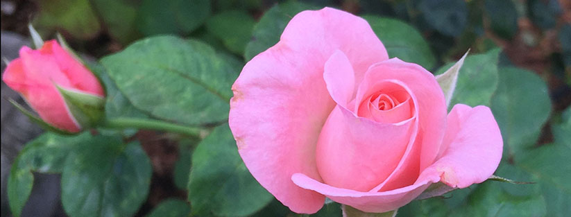 How To Grow Roses In South Florida – South Florida Rose