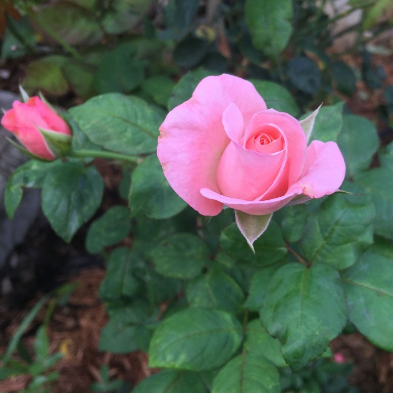 shop our roses – South Florida Rose