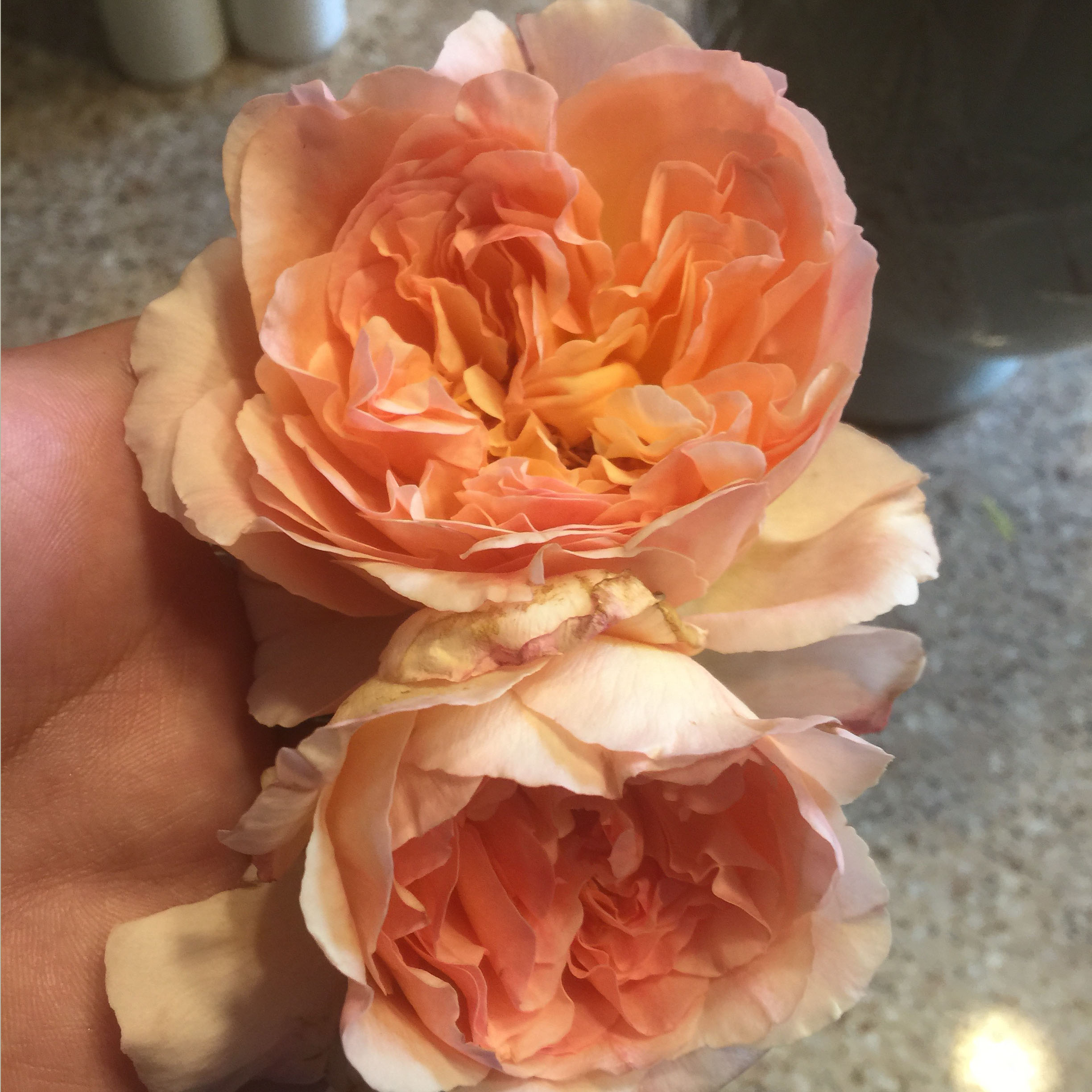 Papi Delbard Rose – South Florida Rose