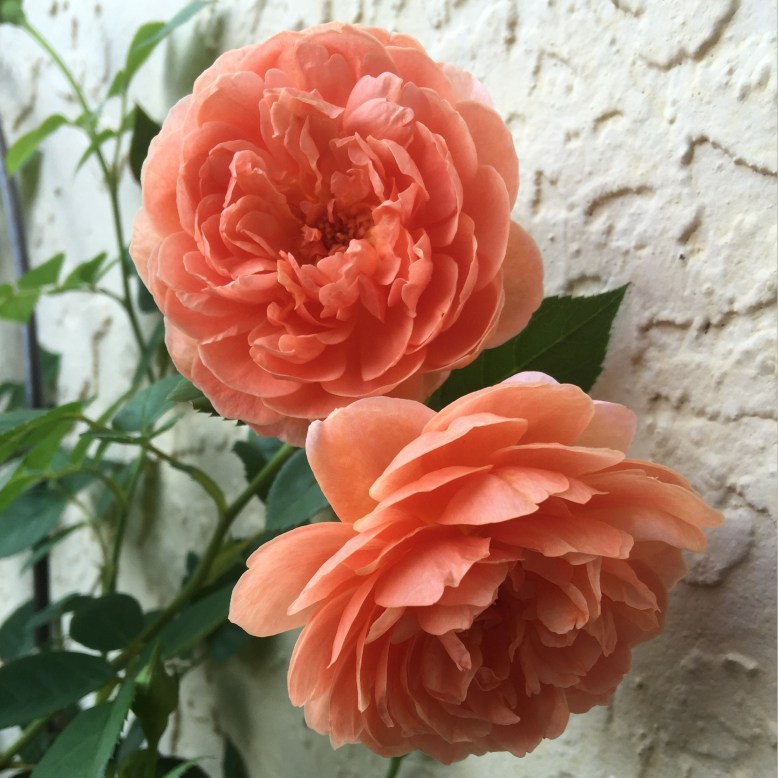 shop our roses – South Florida Rose