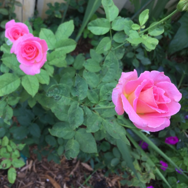 shop our roses – South Florida Rose