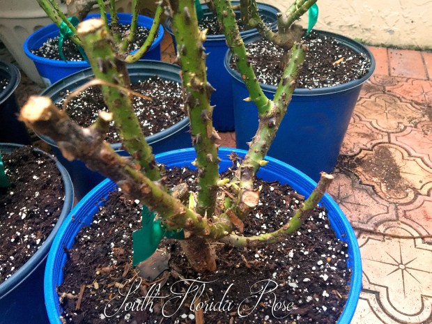 Bare Root Roses From Aldi – South Florida Rose