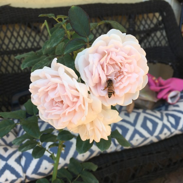 English Roses – South Florida Rose