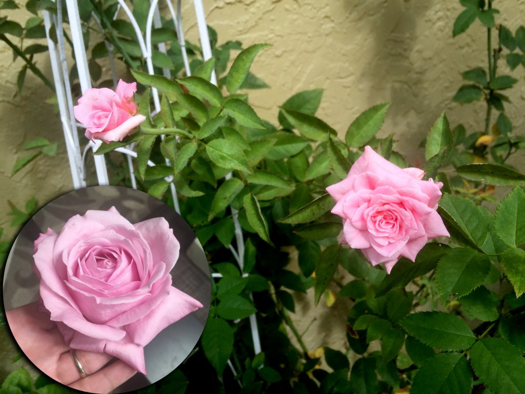 10 Roses That Should Have A Home In Every South Florida Garden – South ...