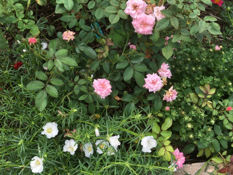 10 Roses That Should Have A Home In Every South Florida Garden – South ...