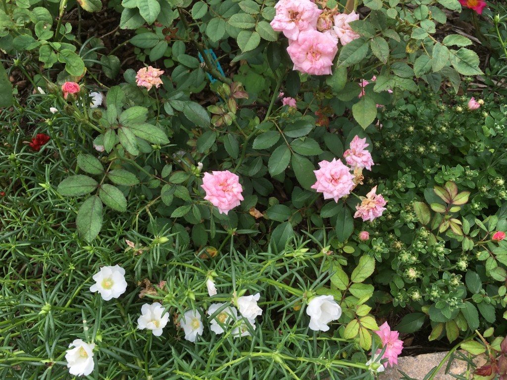 10 Roses That Should Have A Home In Every South Florida Garden – South ...