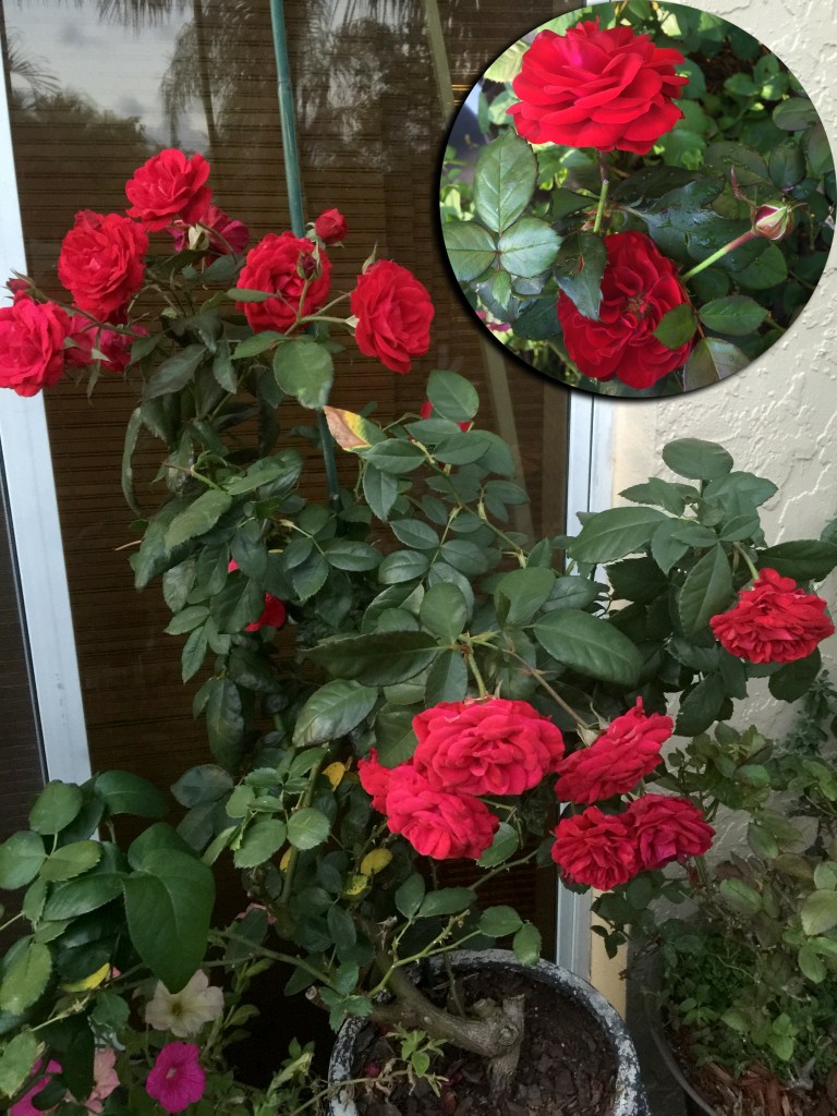 10 Roses That Should Have A Home In Every South Florida Garden – South ...
