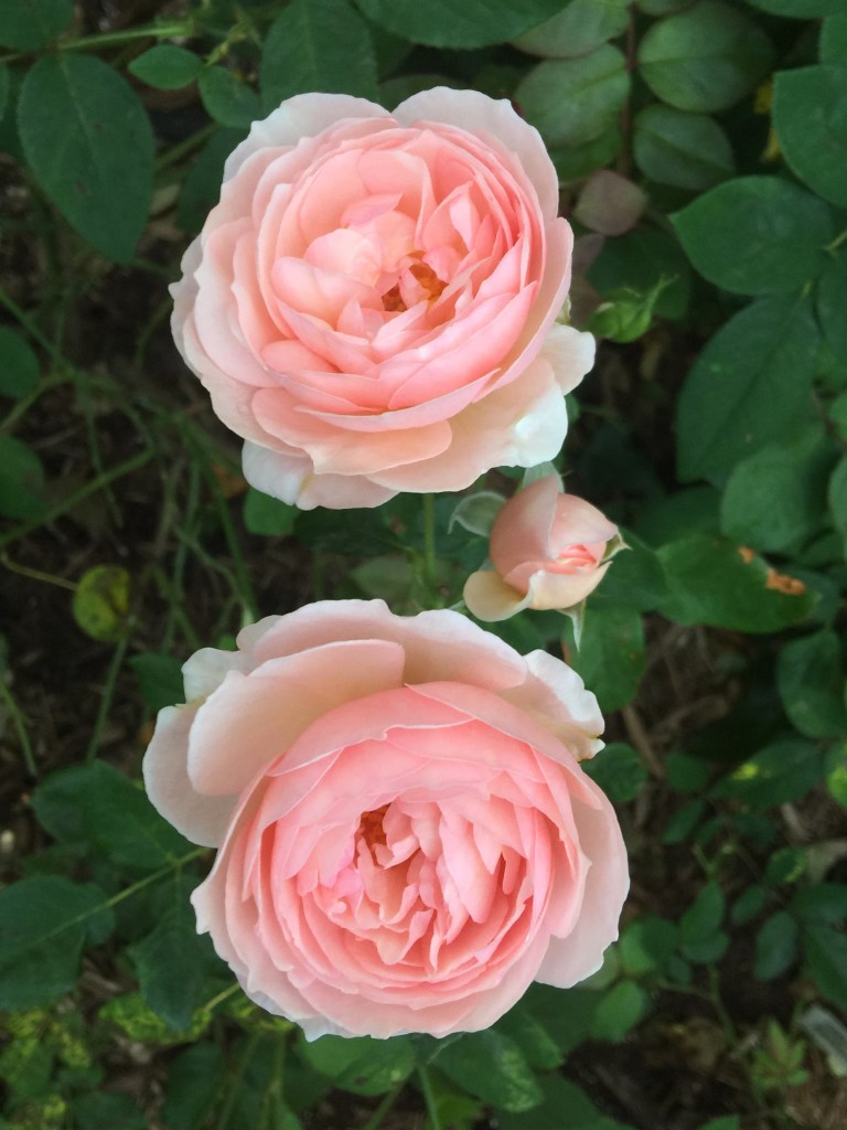 10 Roses That Should Have A Home In Every South Florida Garden – South ...