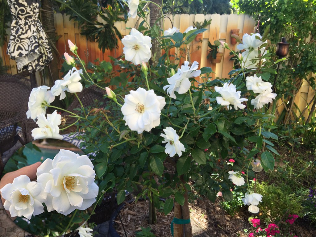 10 Roses That Should Have A Home In Every South Florida Garden – South ...