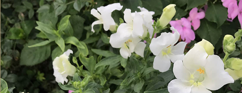 Snapdragons In South Florida – South Florida Rose