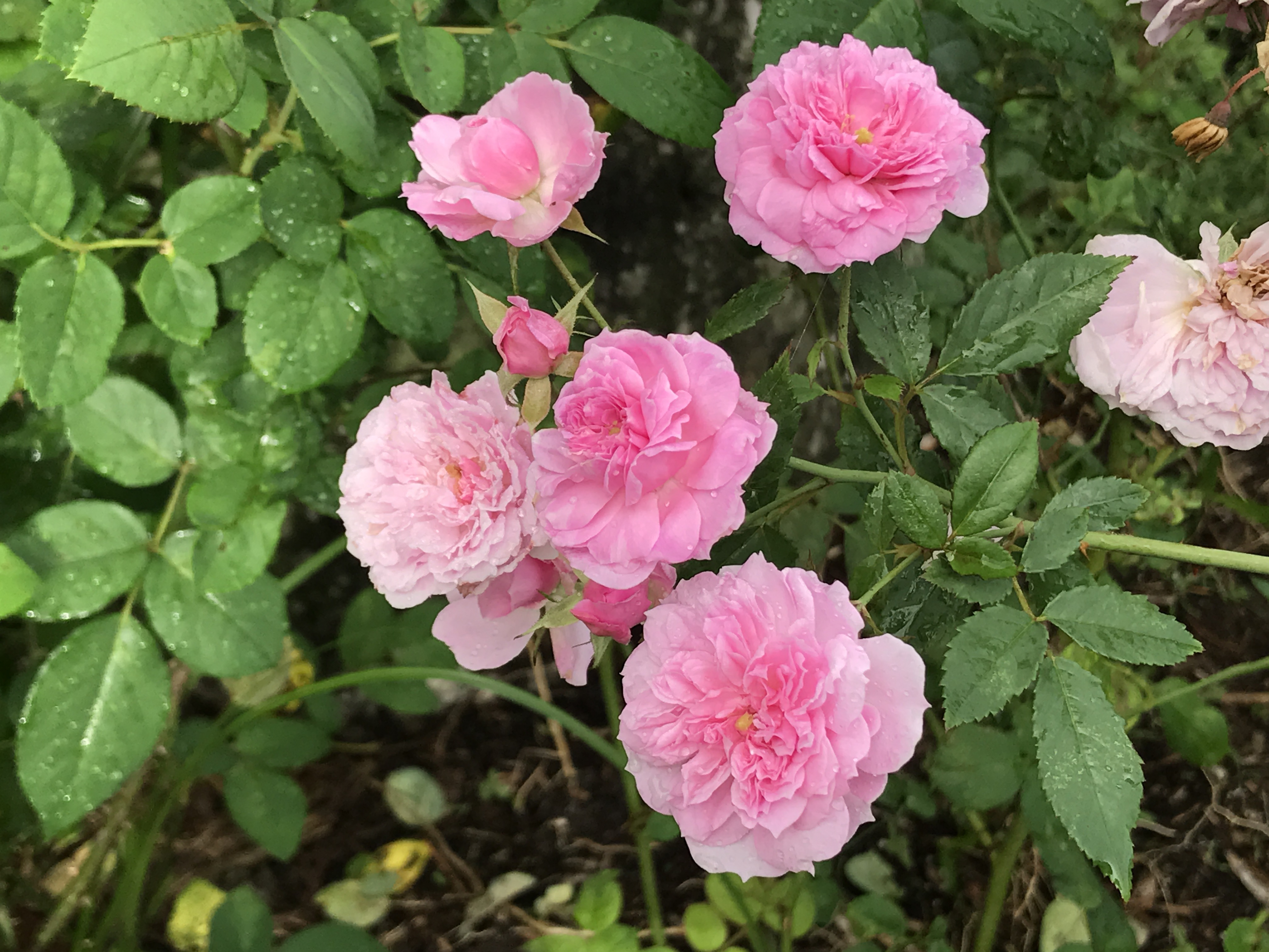10 Roses That Should Have A Home In Every South Florida Garden – South ...