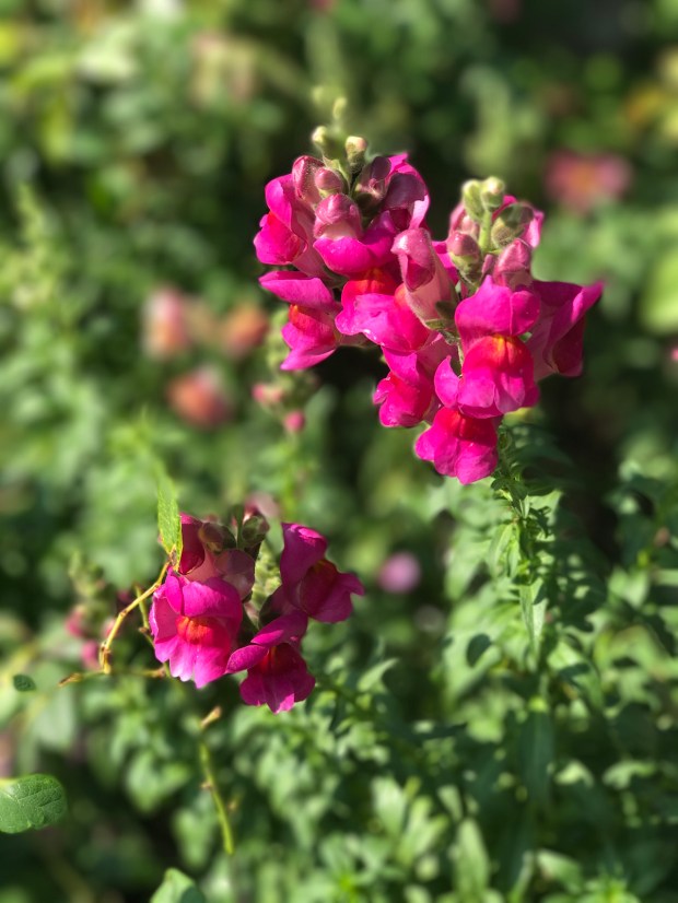 Flowers – South Florida Rose