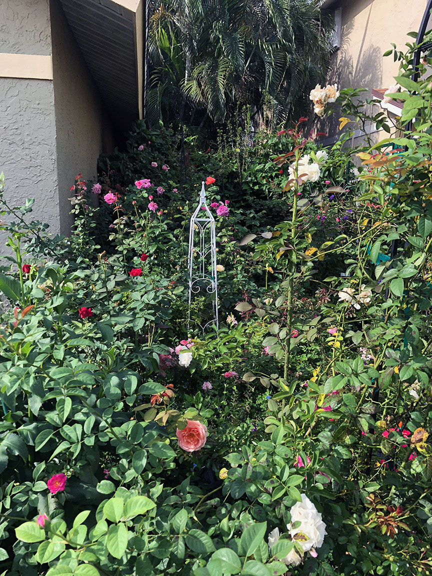 The Garden In Springtime! – South Florida Rose