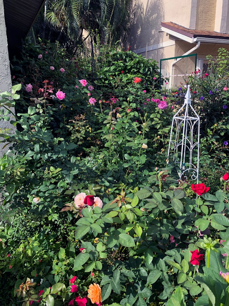 Roses – South Florida Rose