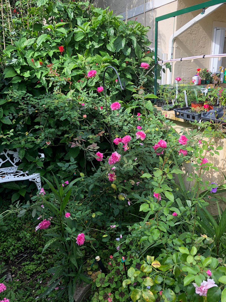 Roses – South Florida Rose