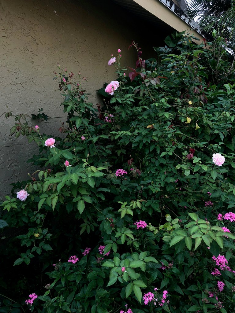Roses – South Florida Rose