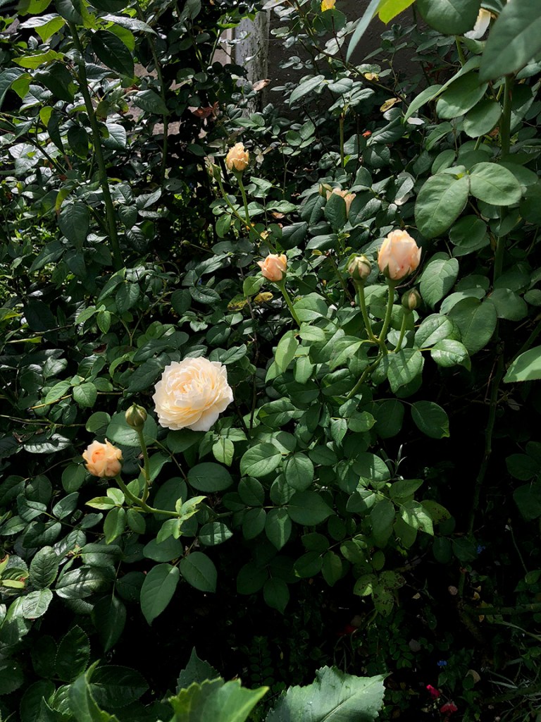 Roses – South Florida Rose