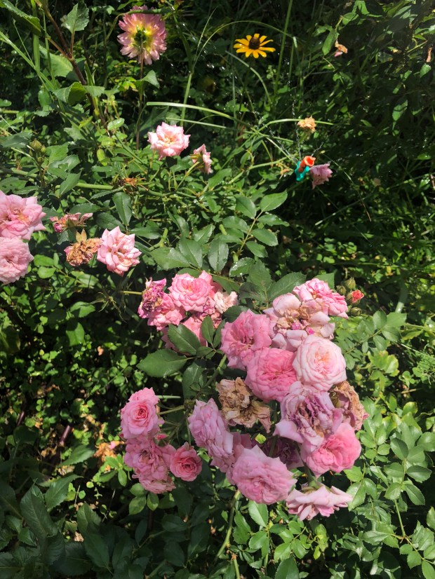 Roses – South Florida Rose