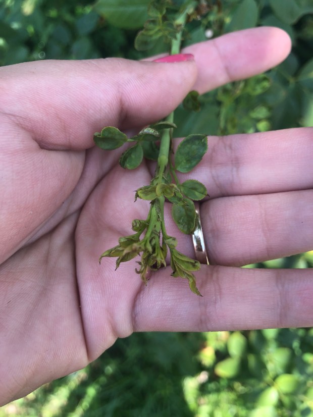 Chili Thrips: The Good, The Bad & The Ugly – South Florida Rose