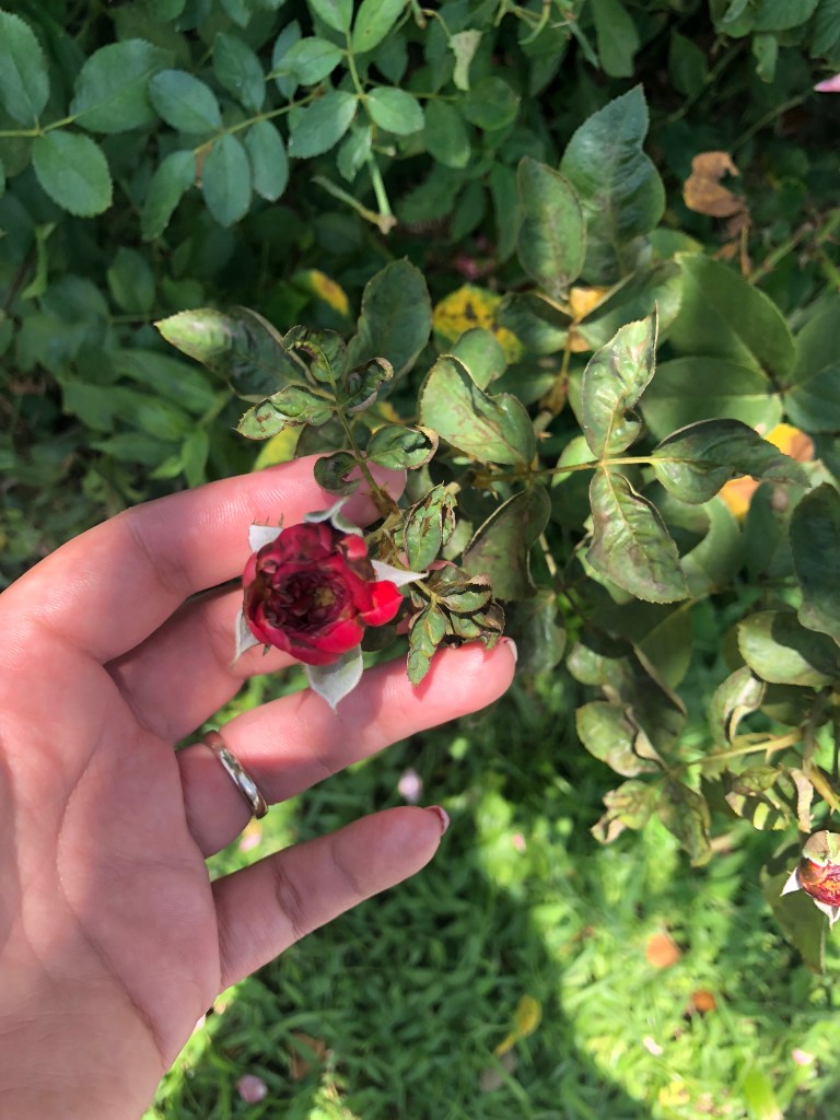 Roses – South Florida Rose