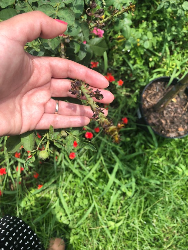 Roses – South Florida Rose